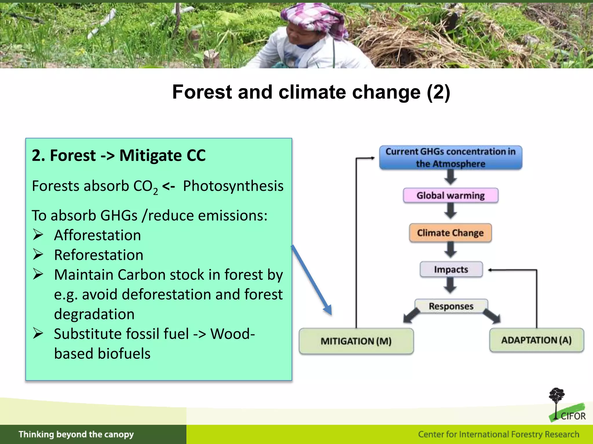 Climate change and forests: Synergy between mitigation and adaptation ...