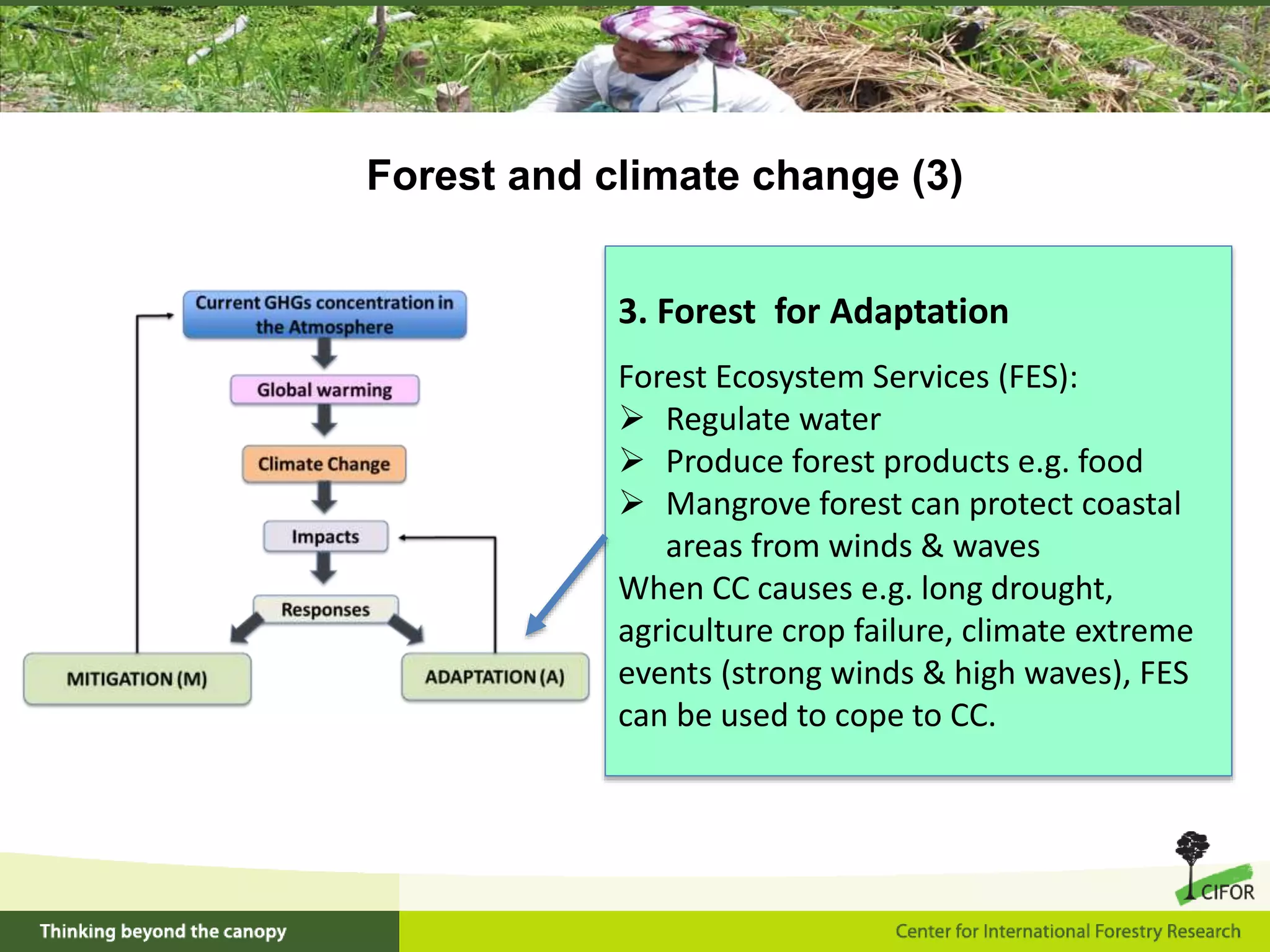 Climate change and forests: Synergy between mitigation and adaptation ...
