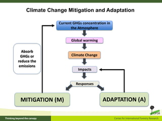 Climate change and forests: Synergy between mitigation and adaptation ...