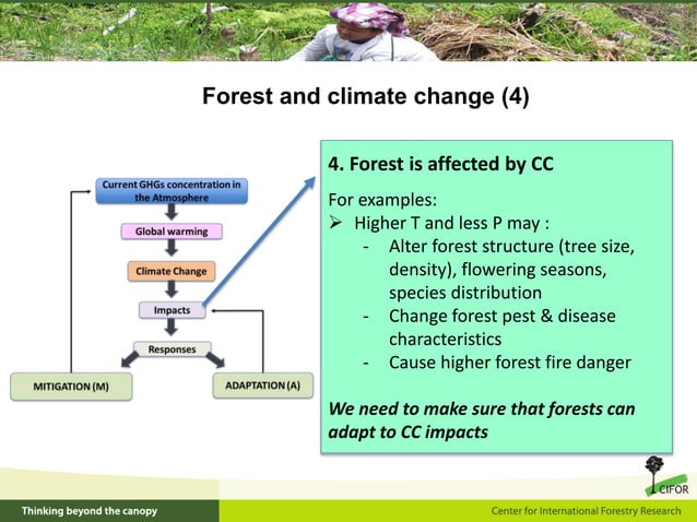 Climate change and forests: Synergy between mitigation and adaptation | PPT