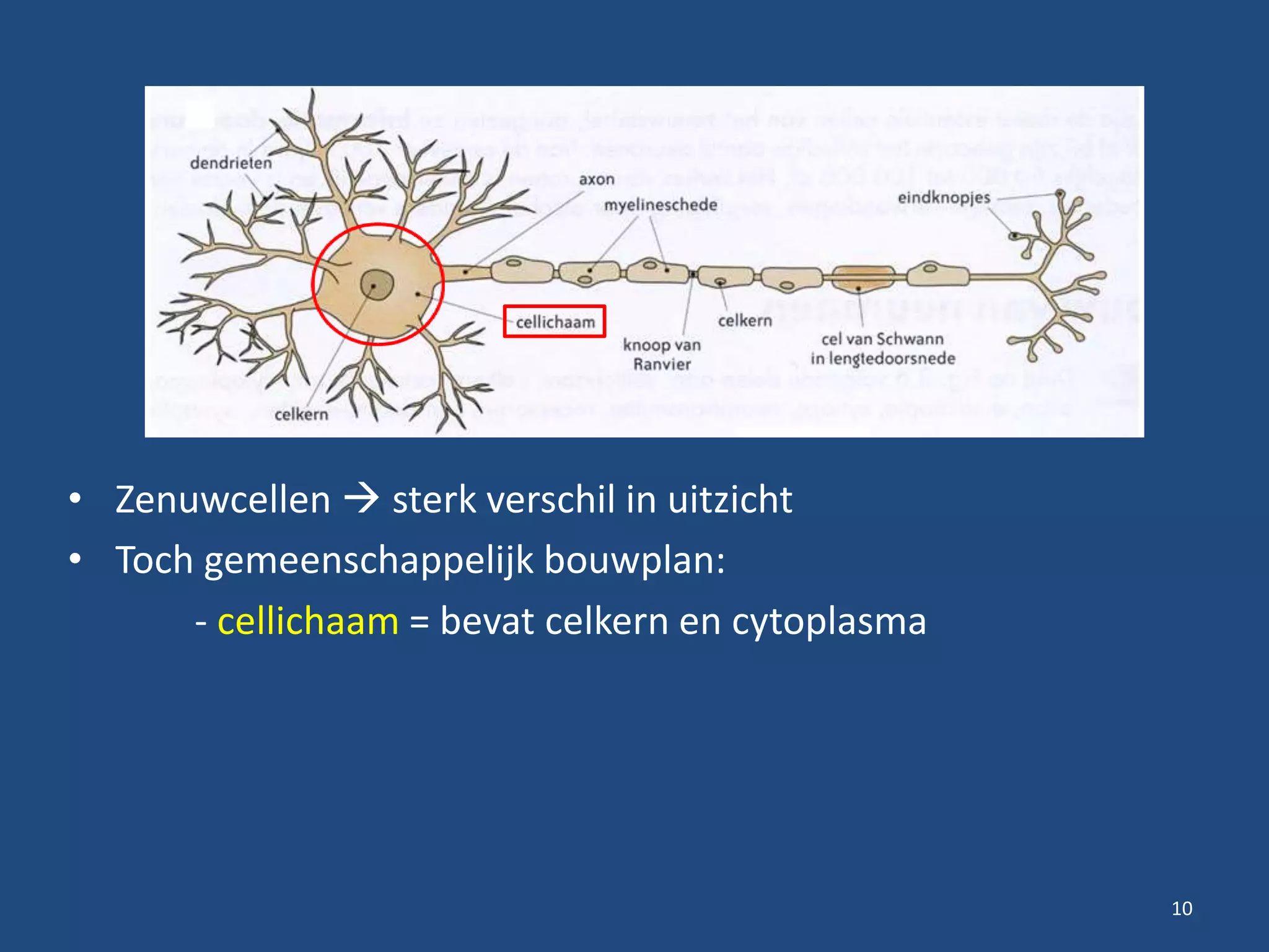 Het zenuwstelsel | PPTX
