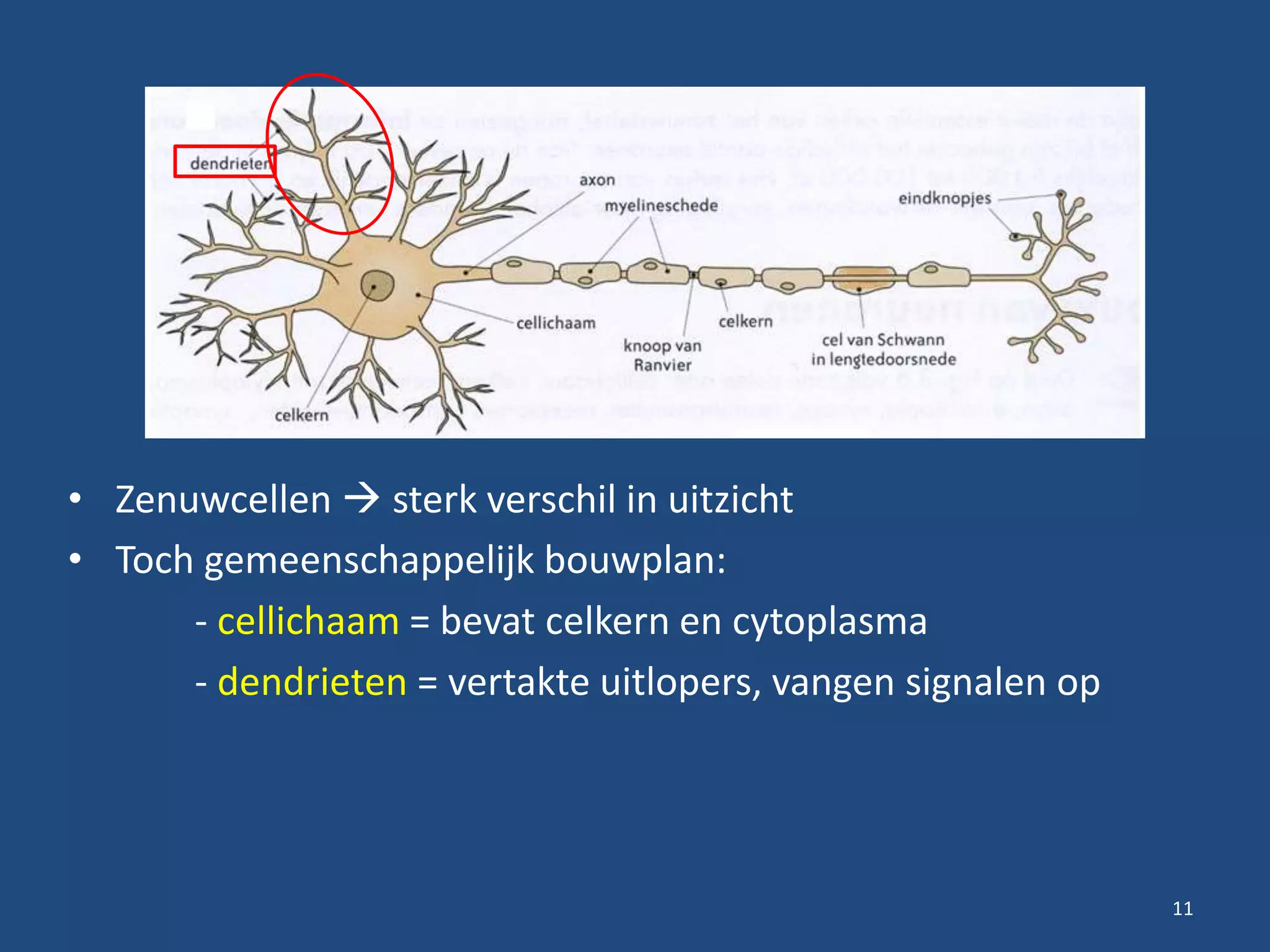 Het zenuwstelsel | PPTX