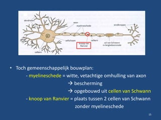 Het zenuwstelsel | PPTX