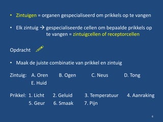 Het zenuwstelsel | PPTX