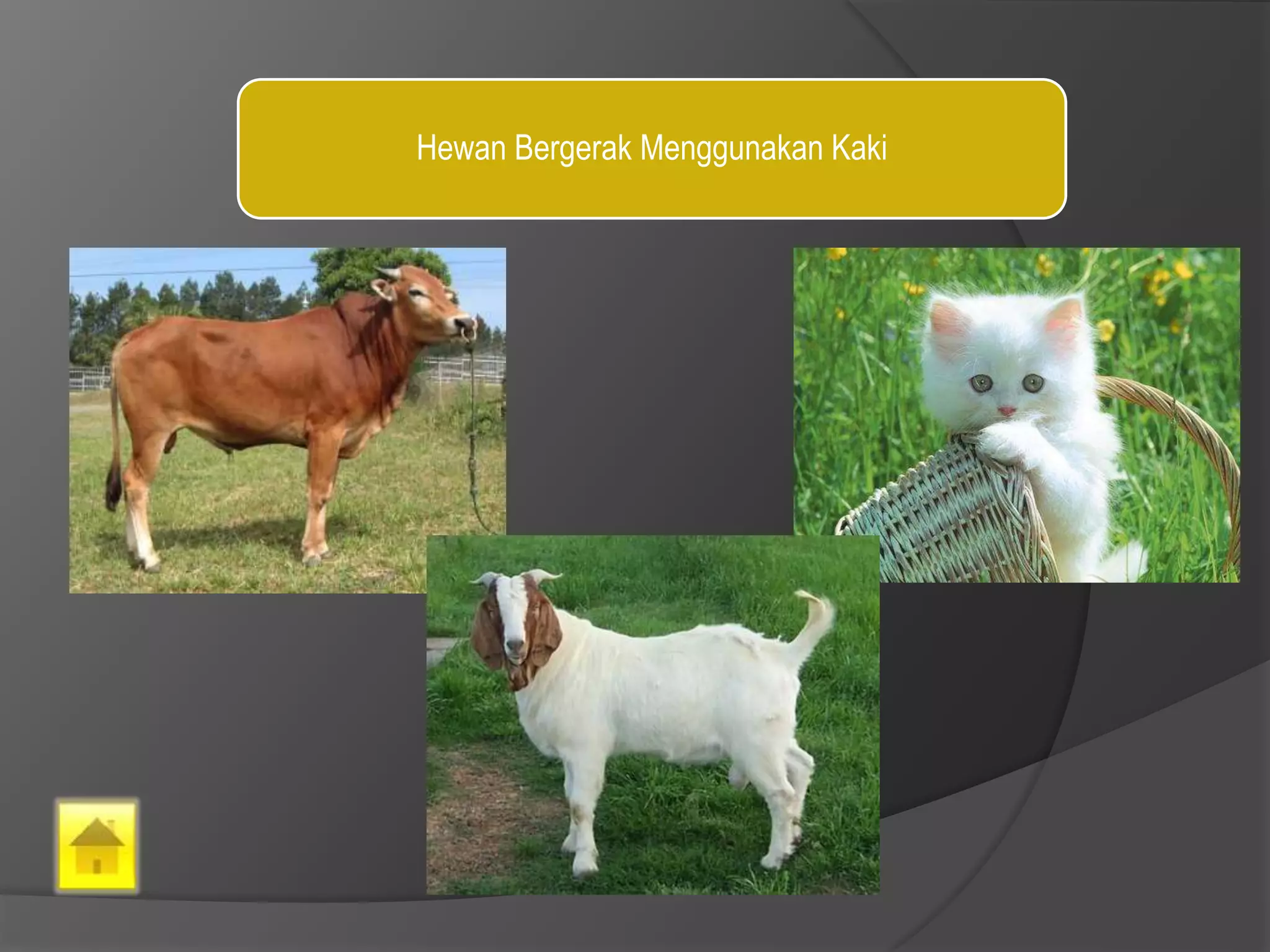Klasifikasi Hewan Berdasarkan Alat Gerak | PPTX