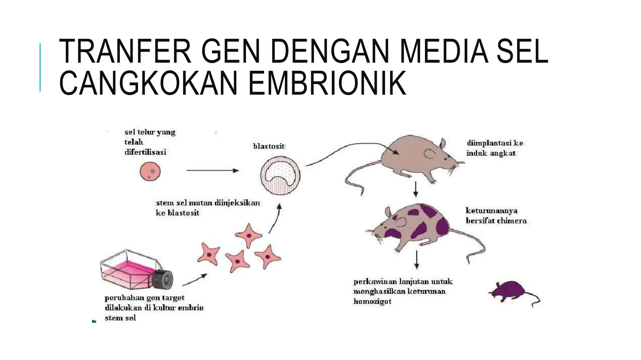 HEWAN TRANSGENIK ADAM pada hewan hasil dari peternakan sapi | PPTX