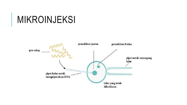 HEWAN TRANSGENIK ADAM pada hewan hasil dari peternakan sapi | PPTX