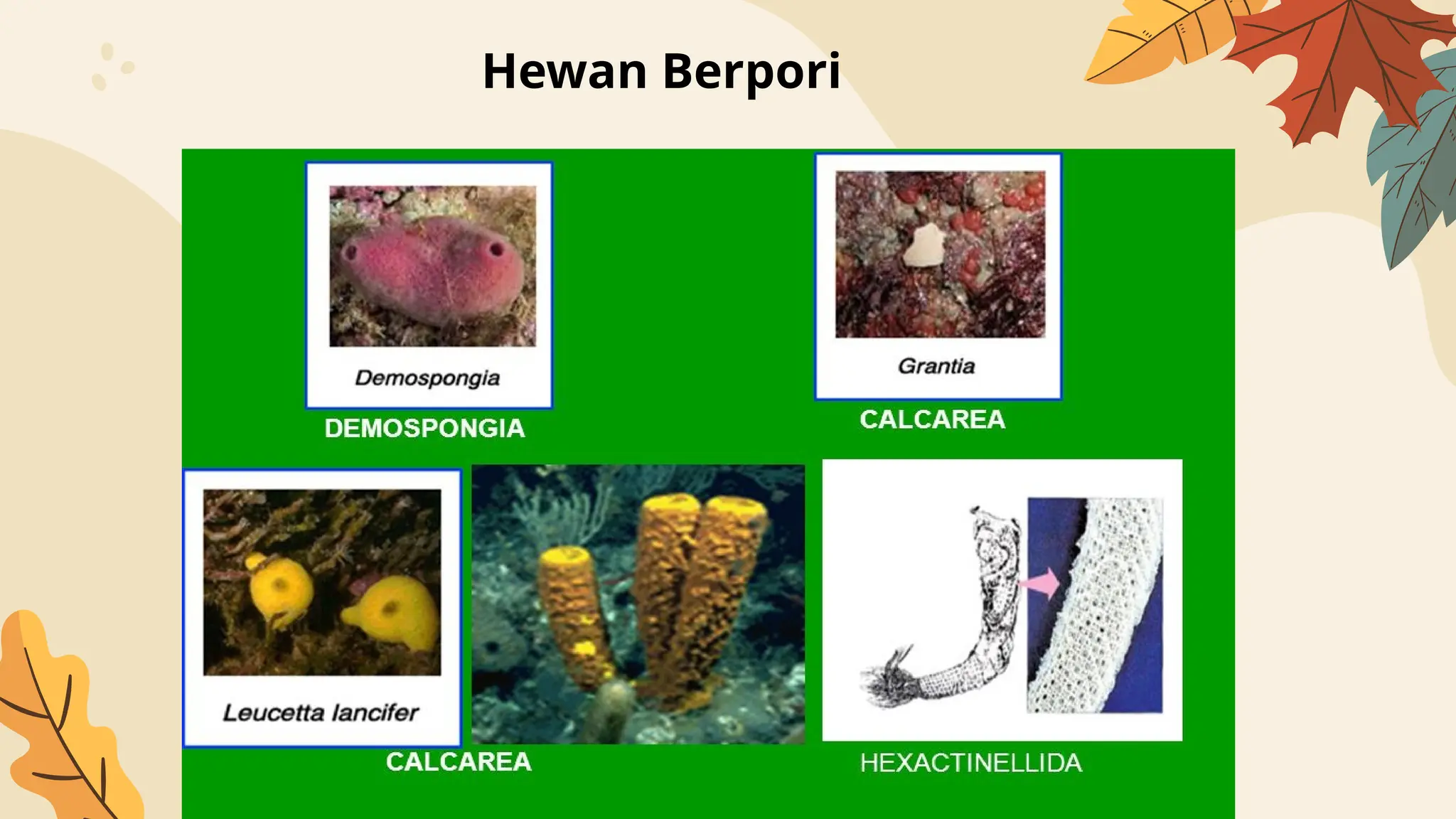 Materi Kelas 5 IPAS Hewan Vertebrata dan Avertebrata | PPTX