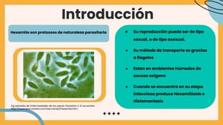 hexamita.pdf