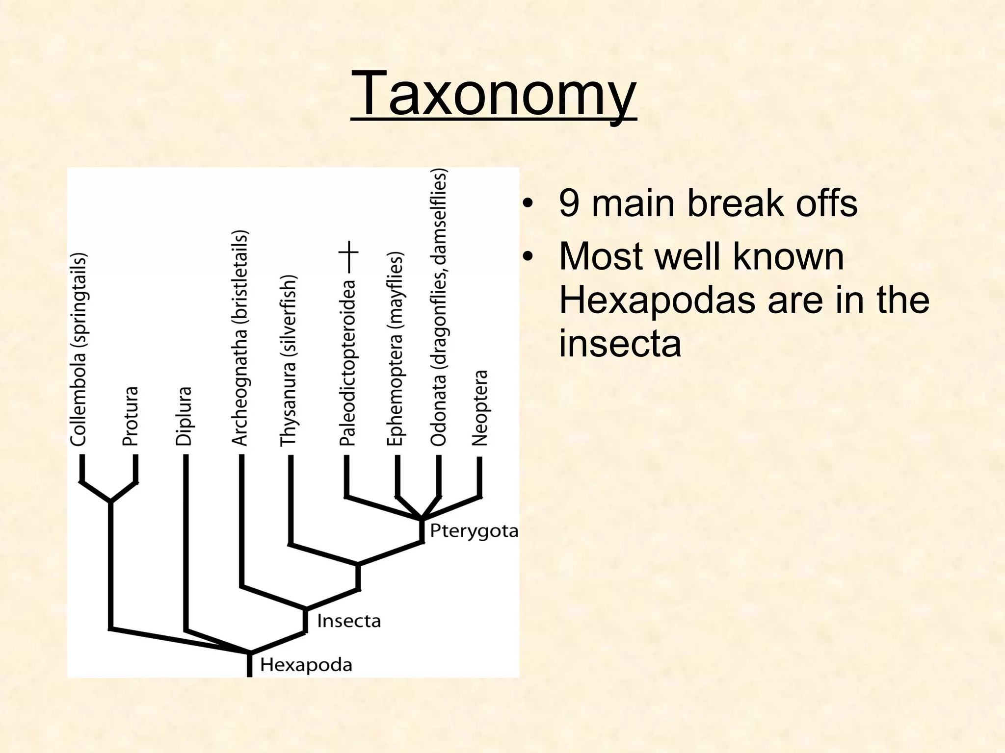 Arthropoda Hexapoda | PPT