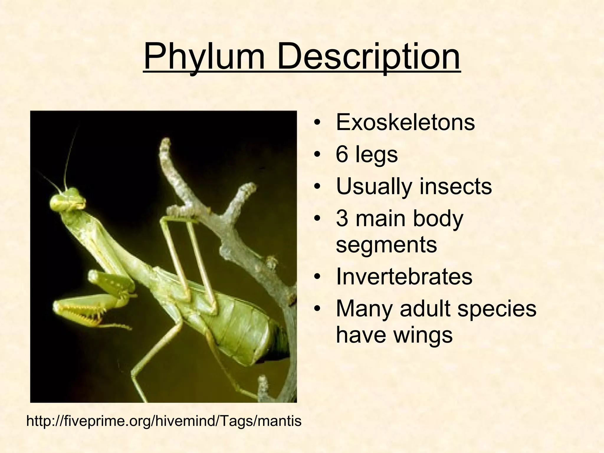 Arthropoda Hexapoda | PPT
