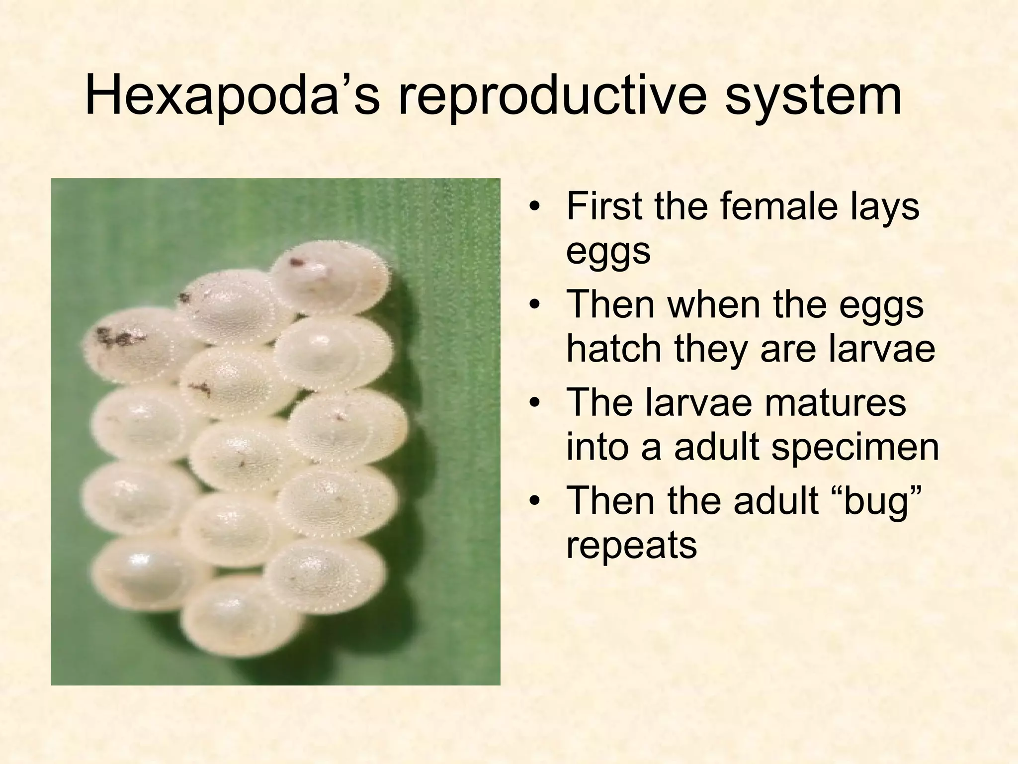 Arthropoda Hexapoda | PPT
