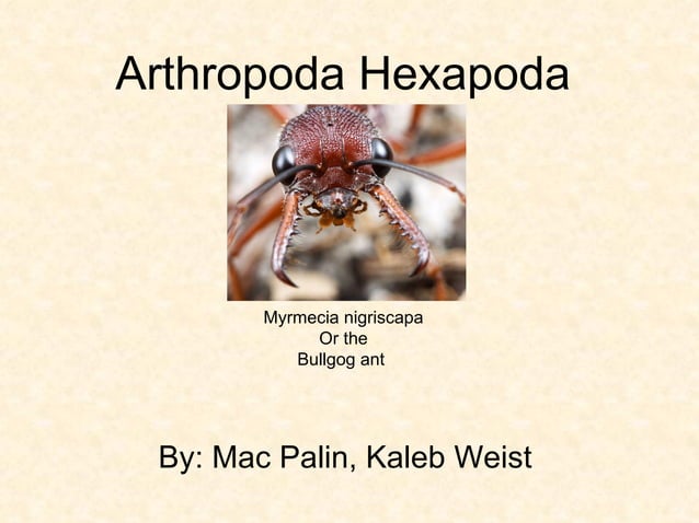 Arthropoda Hexapoda | PPT