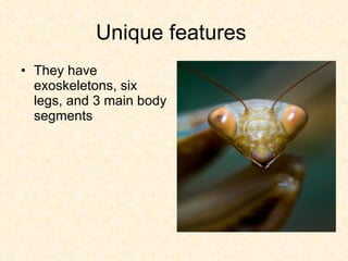 Arthropoda Hexapoda | PPT
