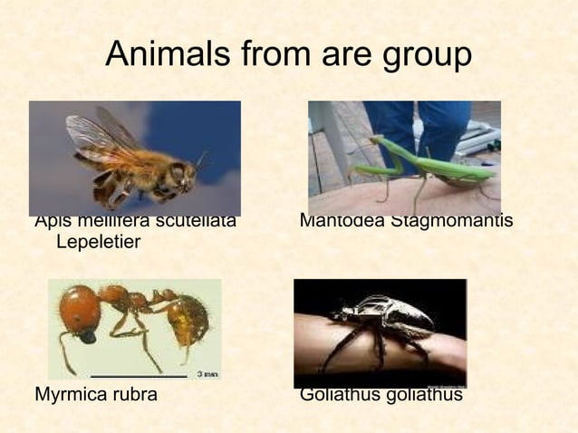 Arthropoda Hexapoda | PPT