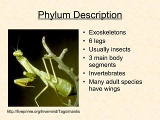 Arthropoda Hexapoda | PPT
