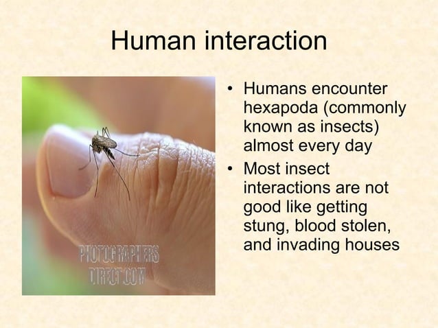 Arthropoda Hexapoda | PPT