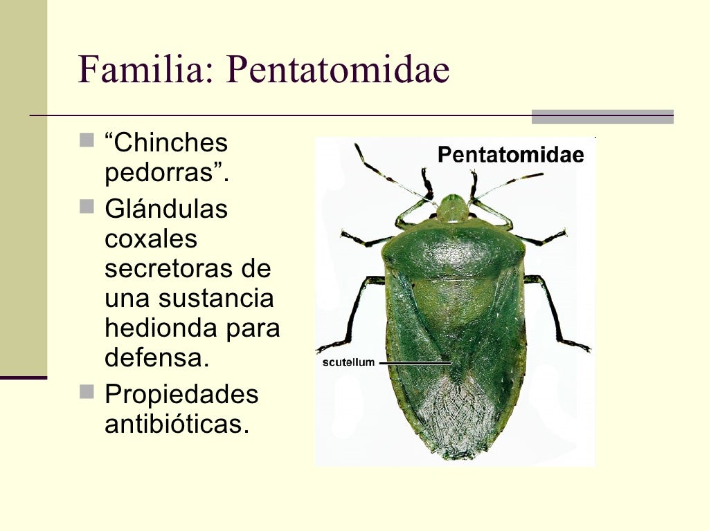 Clase: Hexapoda (insectos).