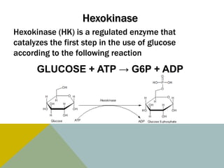 Hexokinase.pptx