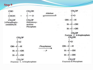 Hexose monophosphate pathway (HMP) | PPTX