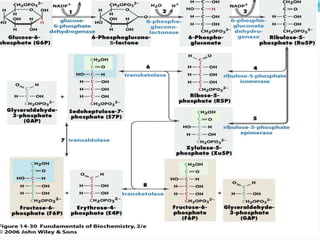 Hexose monophosphate pathway (HMP) | PPTX