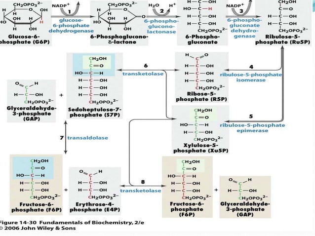 Hexose monophosphate pathway (HMP) | PPTX | Endocrine and Metabolic ...