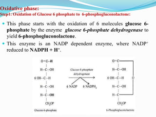 Hexose monophosphate pathway (HMP) | PPTX