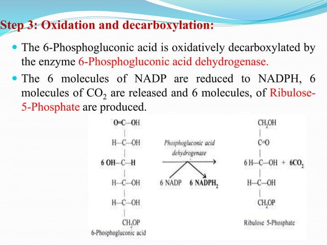Hexose monophosphate pathway (HMP) | PPTX | Endocrine and Metabolic ...
