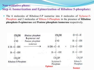 Hexose monophosphate pathway (HMP) | PPTX