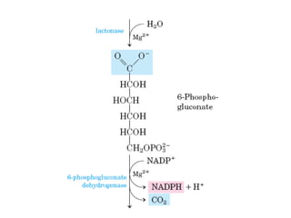 Hexose monophosphate shunt | PPT