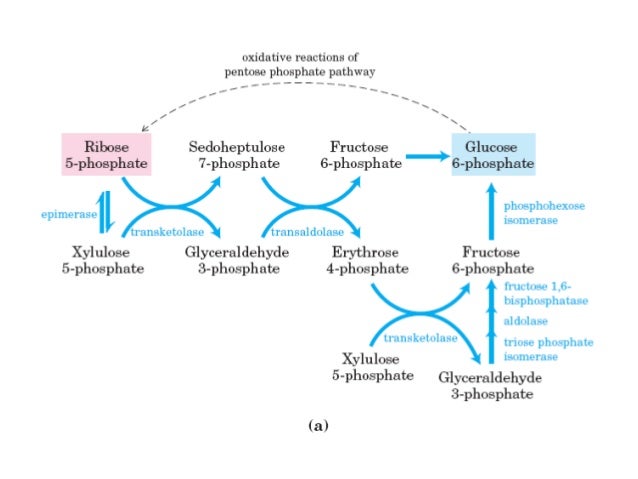 Hexose monophosphate shunt