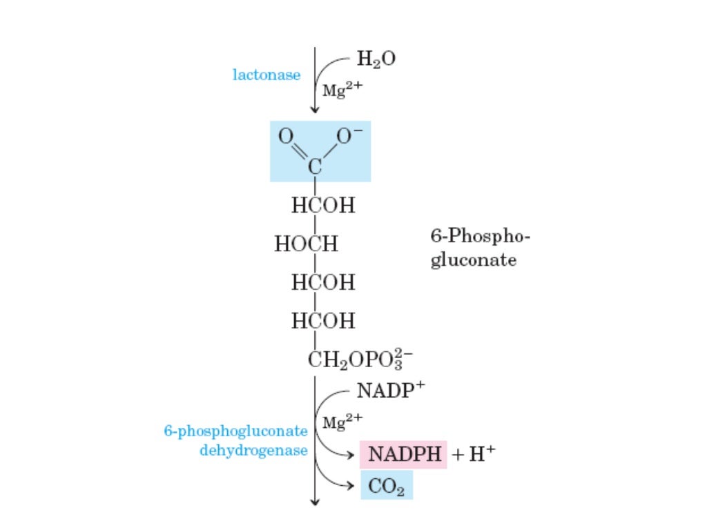 Hexose monophosphate shunt