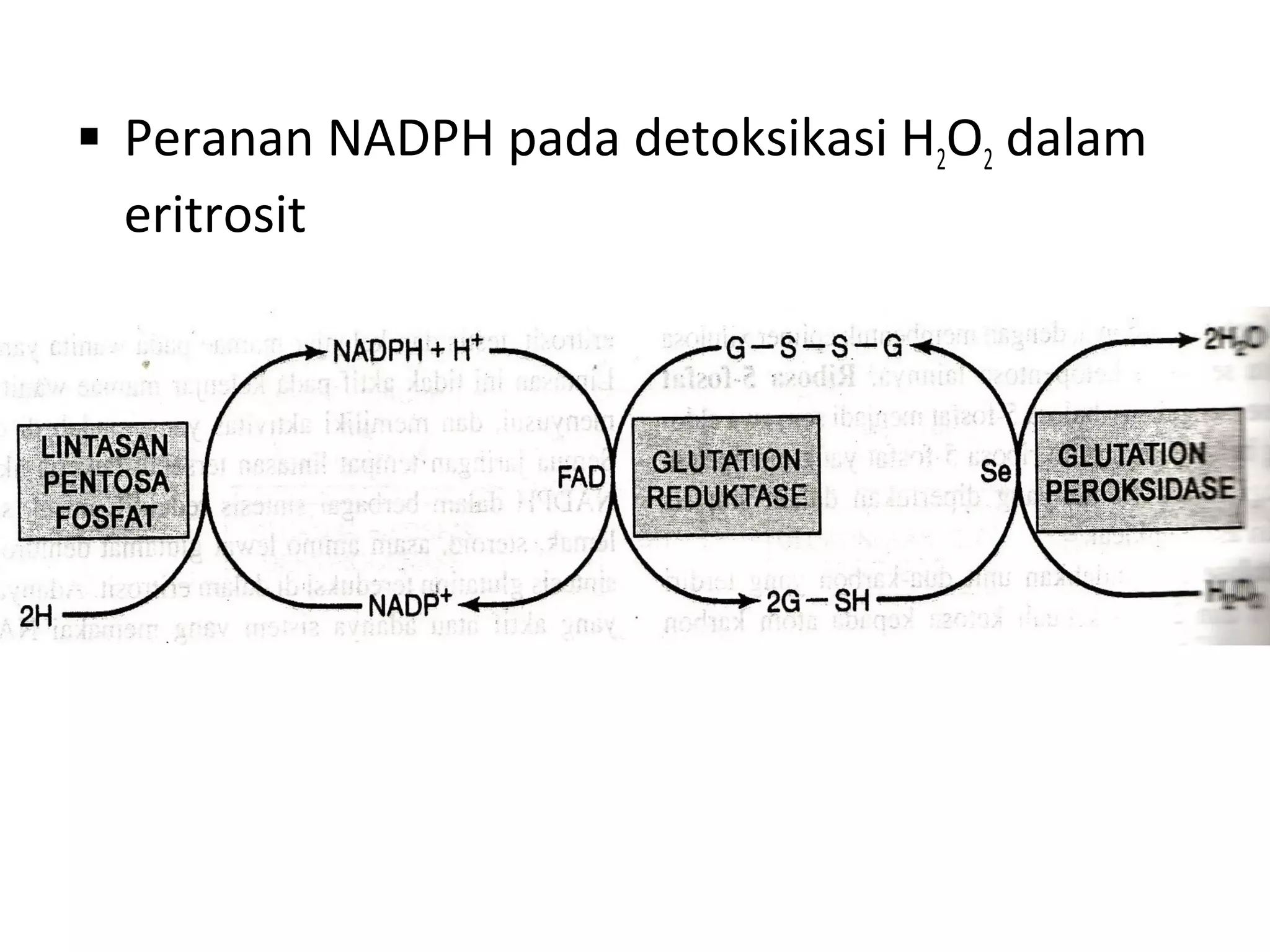 Hexose monophosphat shunt | PPT