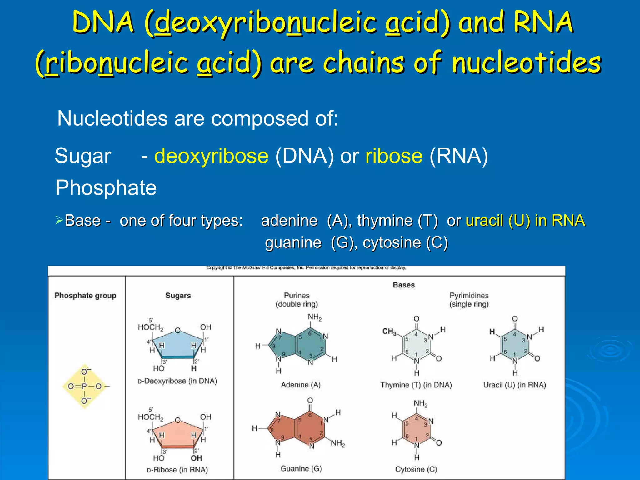 dna rna structure 1 | PPT