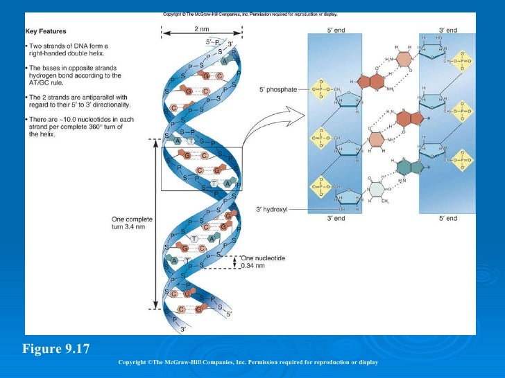 dna rna structure 1