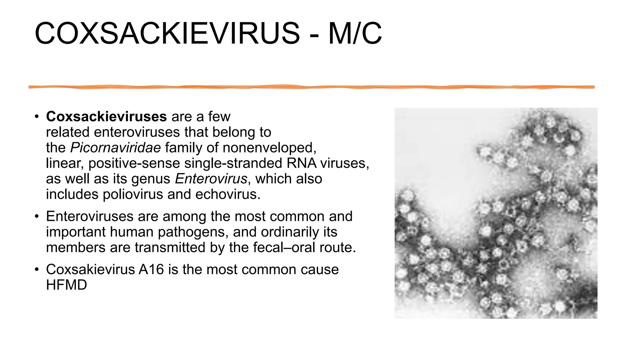 what is HFMD or hand foot mouth disease.pptx