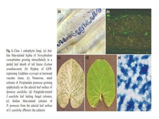 ALLKALOIDS IN FUNGI | PPTX