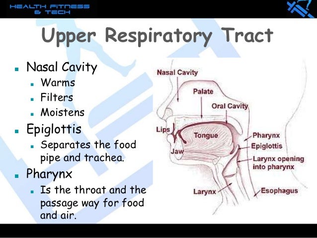 Hft respiratory system