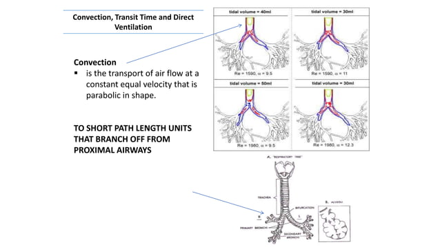 HIGH FREQUENCY VENTILATION - NEONATES | PPTX