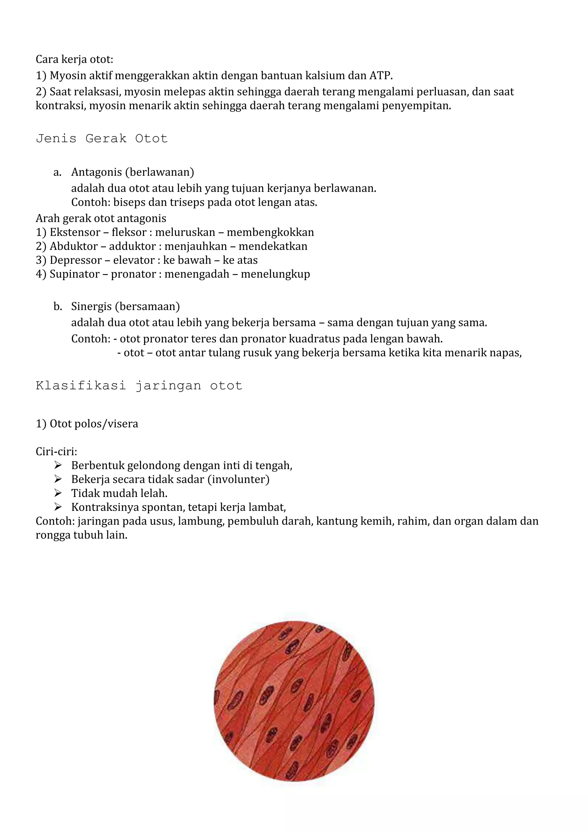 jaringan otot | PDF