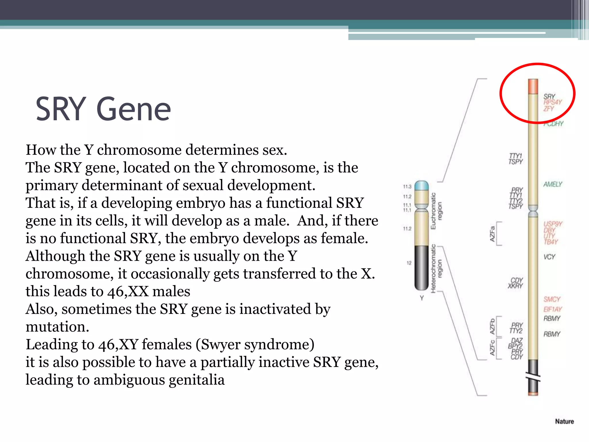 Human development and sex determination | PPTX