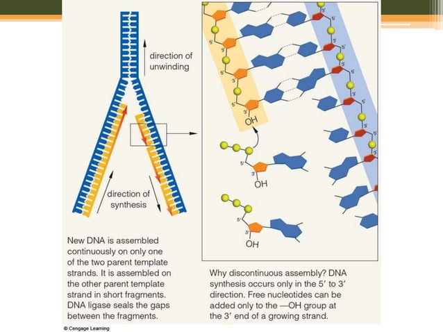 DNA structure and chromosome organization