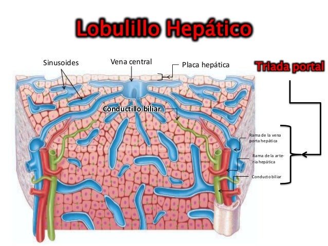 Hígado (lobulillo hepático)