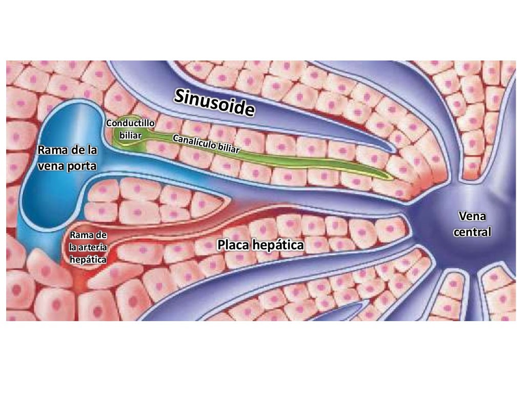 Hígado (lobulillo hepático)