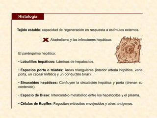 Cáncer de hígado | PDF