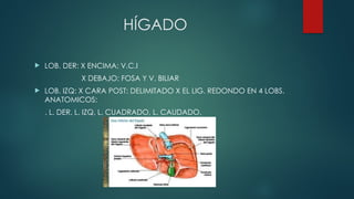 Anatomía y fisiología del hígado y vesícula | PPTX