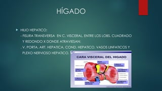 Anatomía y fisiología del hígado y vesícula | PPTX