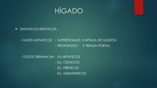 Anatomía y fisiología del hígado y vesícula | PPTX