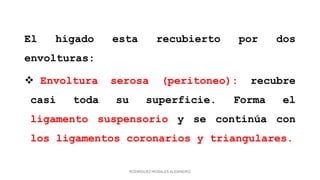 ANATOMÍA DEL HÍGADO Y RELACIONES ANATÓMICAS | PDF