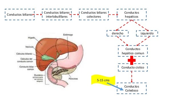 Hígado, conductos biliares y vesícula biliar